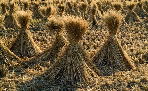 Découvrez un paillage économique au jardin grâce à la paille